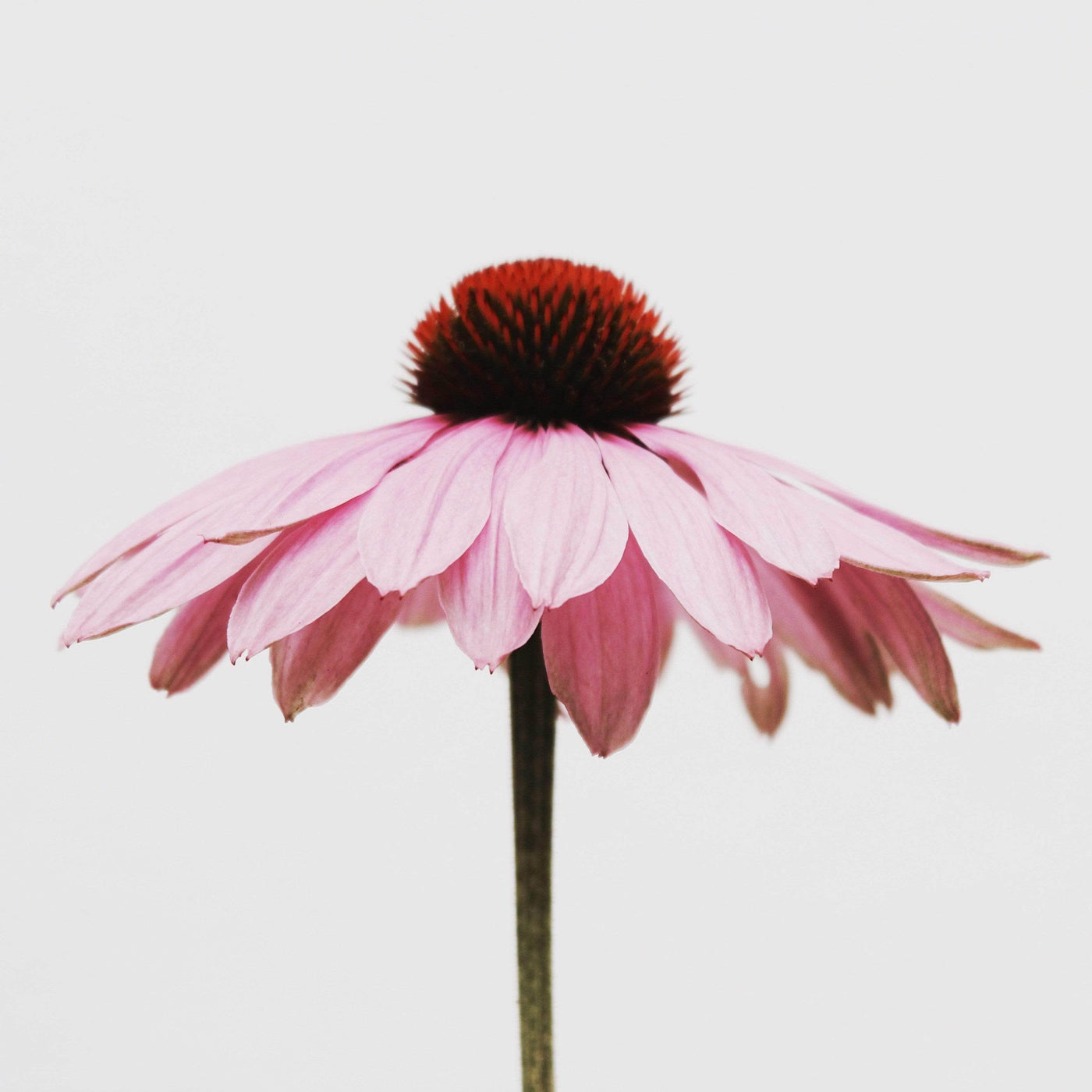 Flower Photography Tips & Techniques: How to Take Great Photos