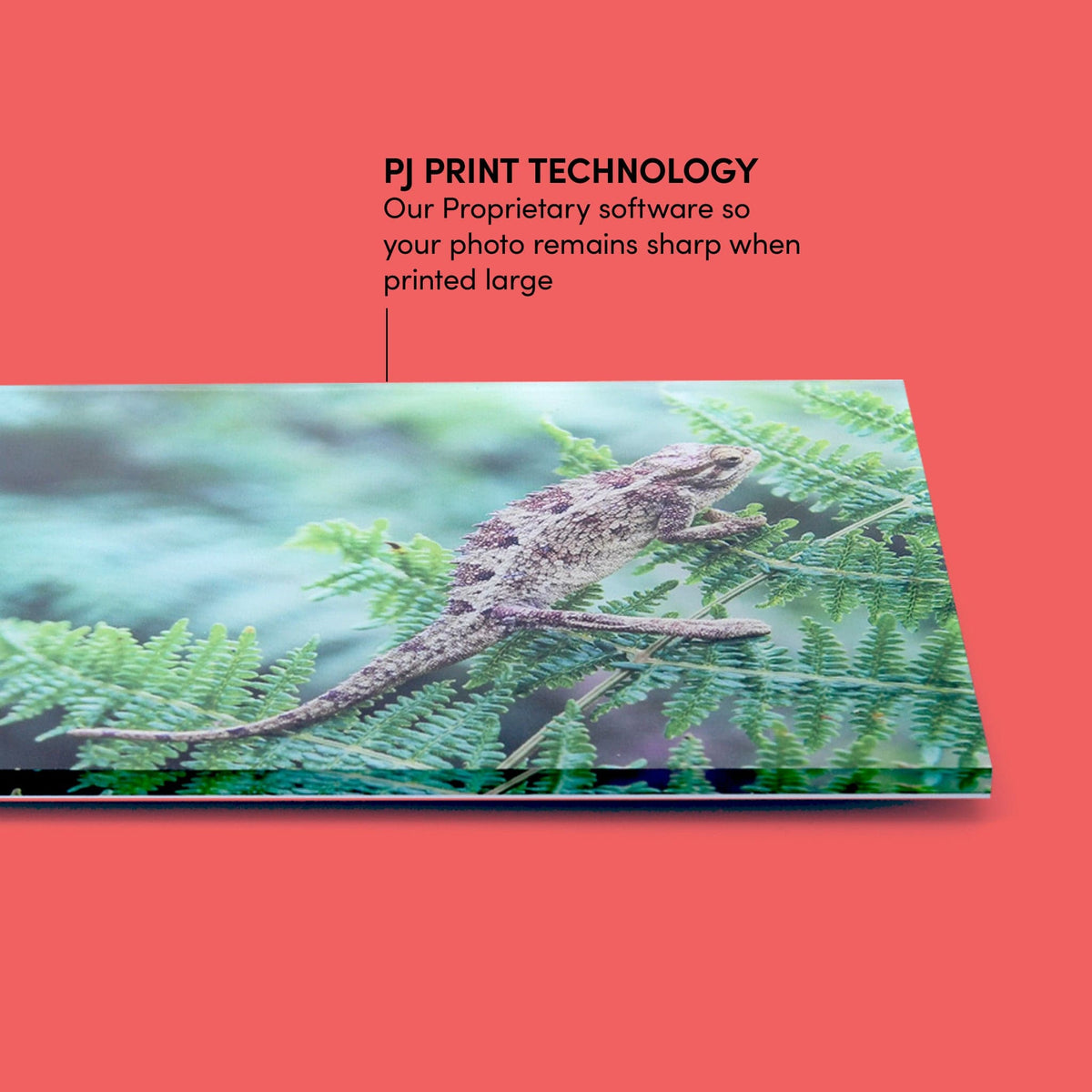 Acrylic Prints Canada | Photo Print on Acrylic